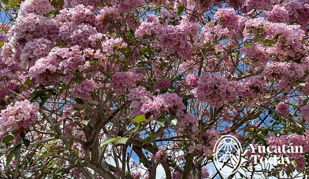 Yucatán Today - The traveler's companion.