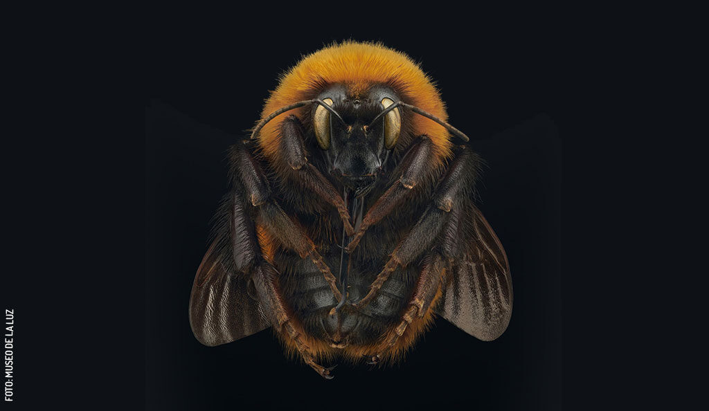 iik’el | Insects: Extinct and Endangered