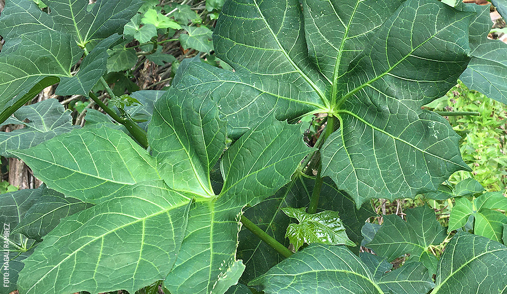 Deliciosa y nutritiva chaya: Un super alimento maya