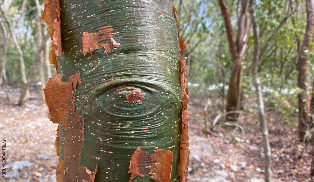 Chechén y Chaká: el equilibrio de la naturaleza