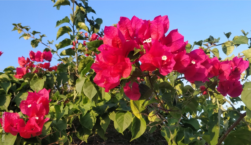 La medicina tradicional maya en Yucatán