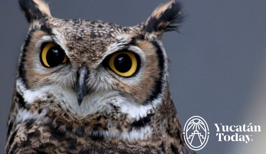 Mito Maya: El Buho, Sabio Consejero