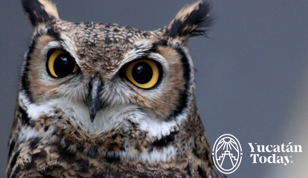 Maya Myth: The Owl, Wise Counsellor
