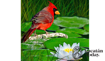 Maya Myths: Lotus Flower