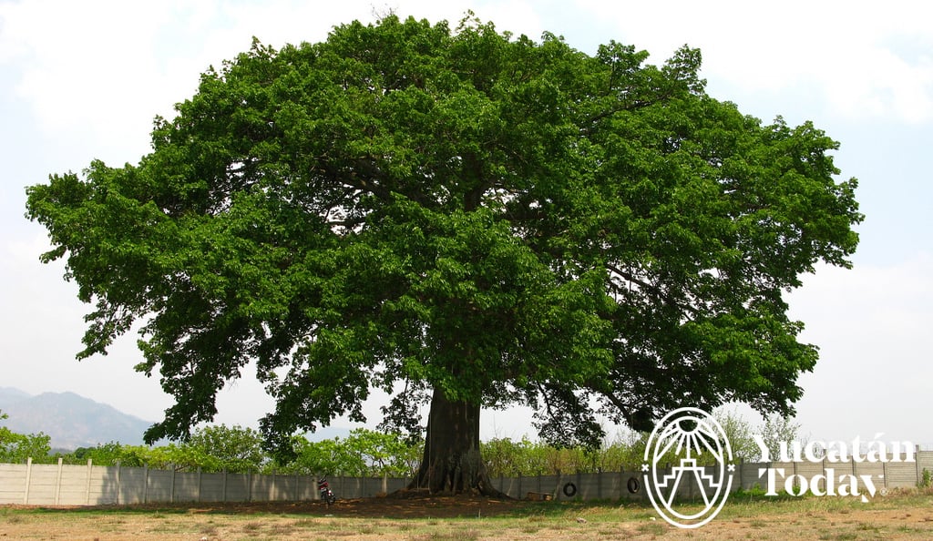 Who are the Maya? Maya Trees