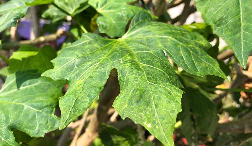 Deliciosa y nutritiva chaya