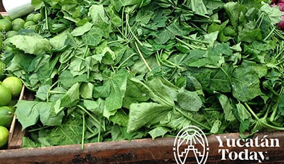 Chaya, its Nutritional Properties