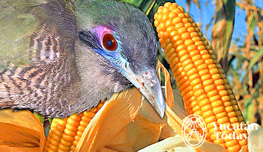 Maya Myths: Dziu and the Corn