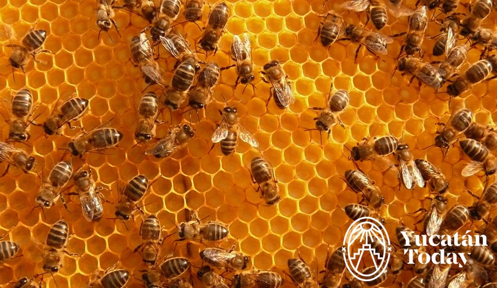 Yucatán Honey and the Melipona Bee