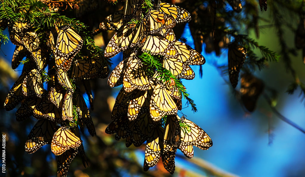 Monarch Butterfly Migration Tree